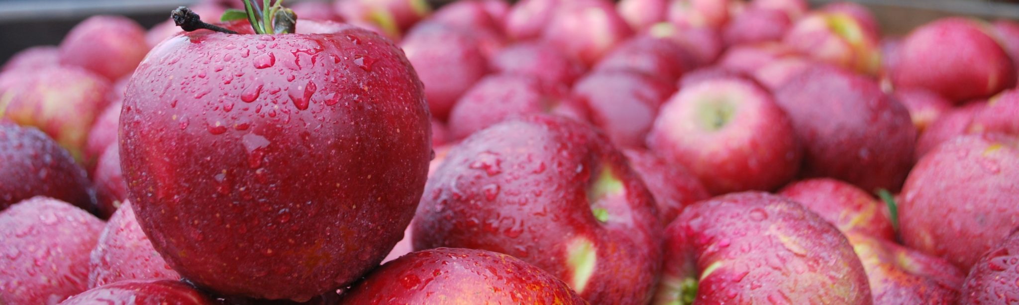 Farm Market & Produce - Weavers Orchard